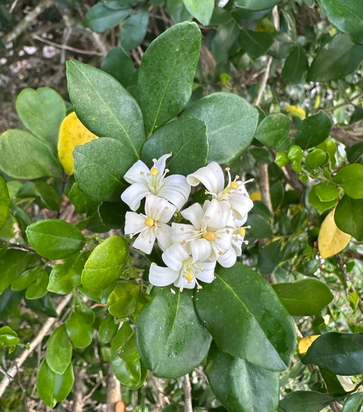 Photo Friday, White Flower Edition – So Many Dishes