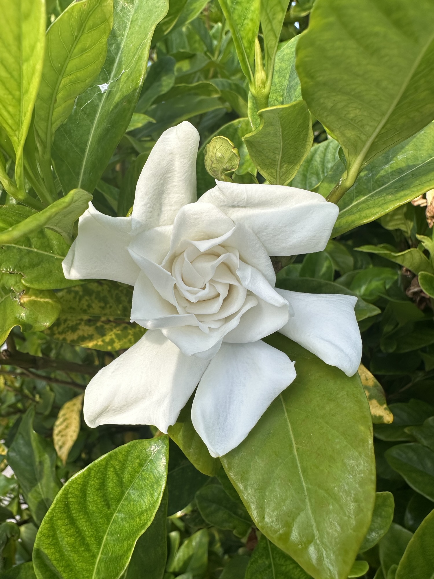 Photo Friday, White Flower Edition – So Many Dishes
